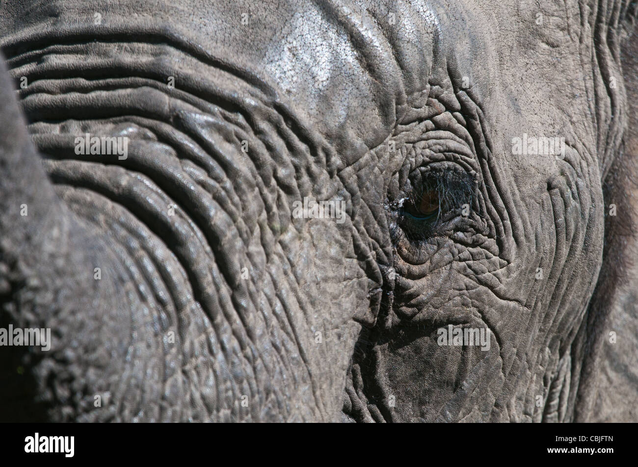 Elephant trunk up close hi-res stock photography and images - Alamy