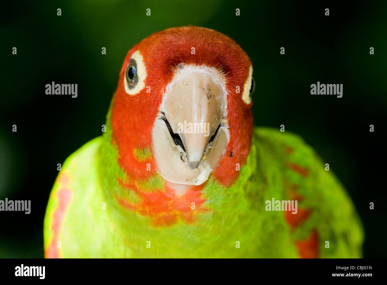 Birds of eden hi-res stock photography and images - Alamy