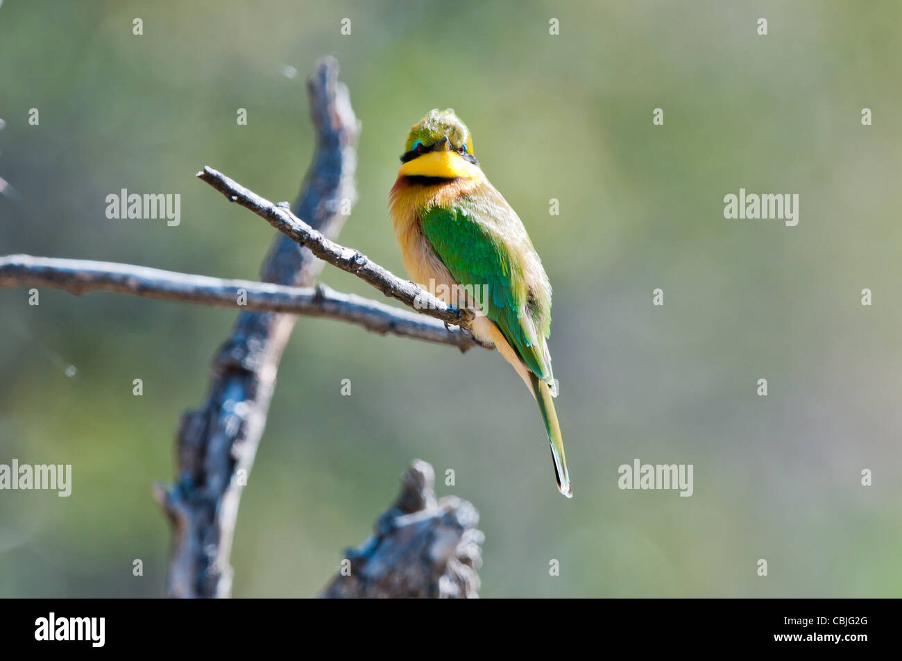 African bee hi-res stock photography and images - Alamy