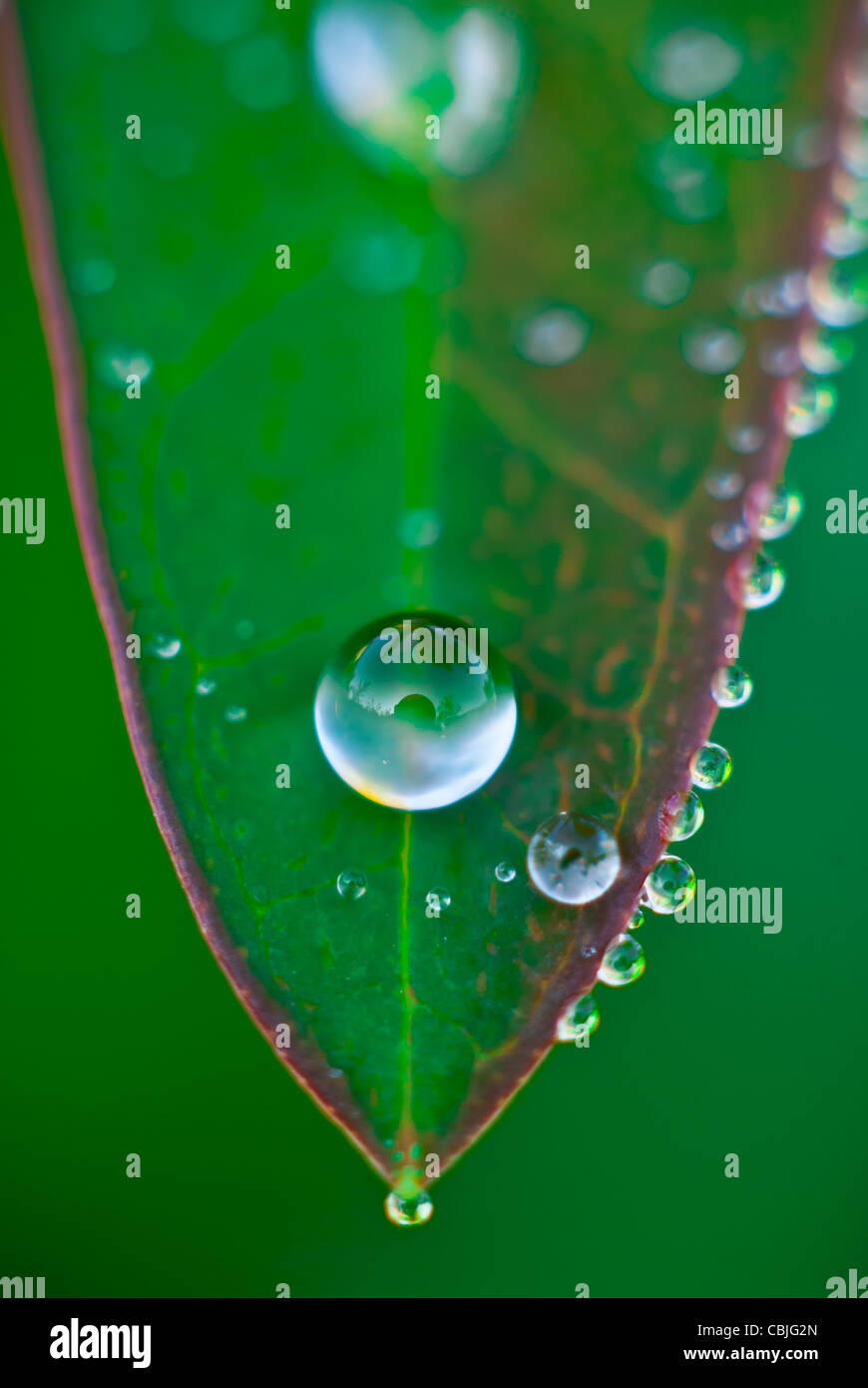 Dew Drop on a green leaf Stock Photo - Alamy