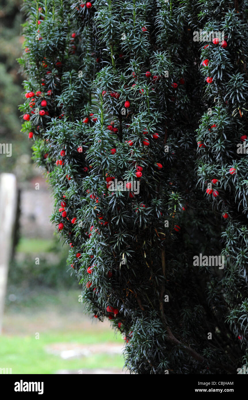 Crimson berry hi-res stock photography and images - Alamy
