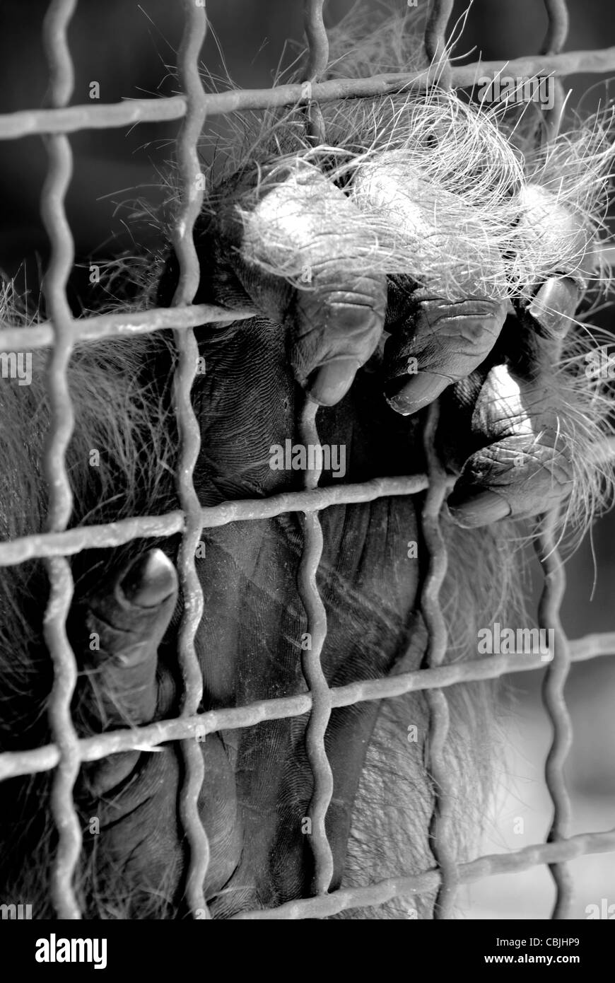 Orangutan hand. The orangutan (Pongo pygmaeus Stock Photo - Alamy
