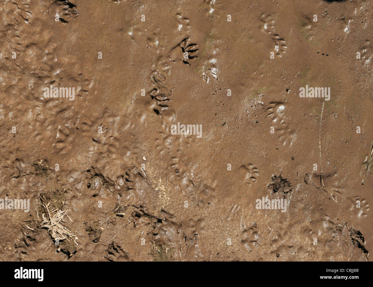 multiple raccoon footprints in a muddy area Stock Photo - Alamy