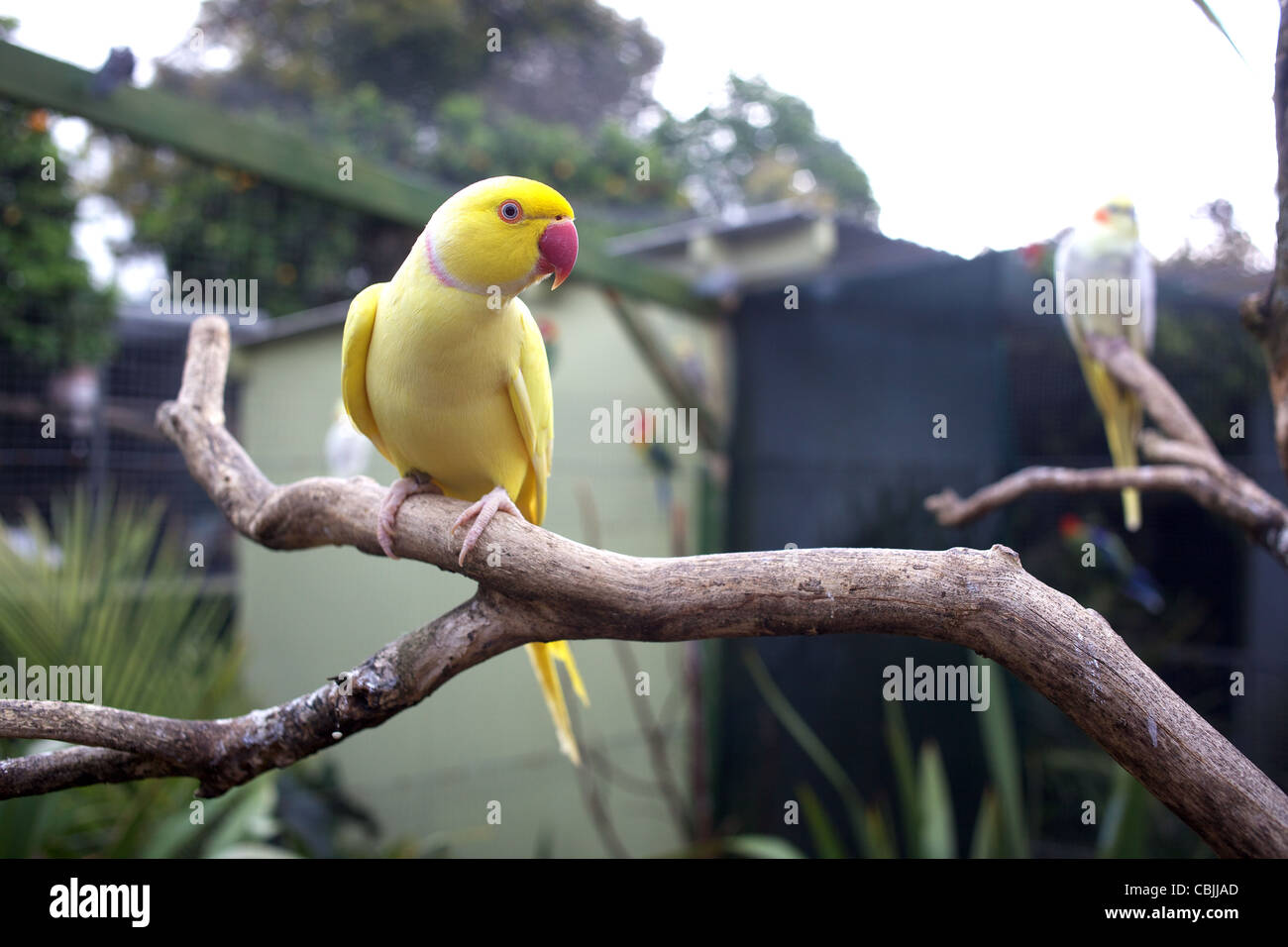 Coloured parrots at Parrot Place, Mission Road. Kerikeri. New Zealand ...
