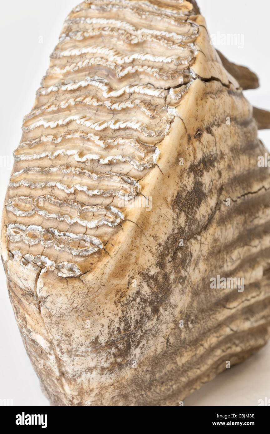 Ridges on the molar tooth of an Indian Elephant Stock Photo - Alamy