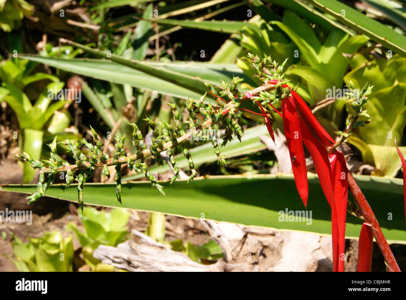 long flower hanging in stem Stock Photo - Alamy