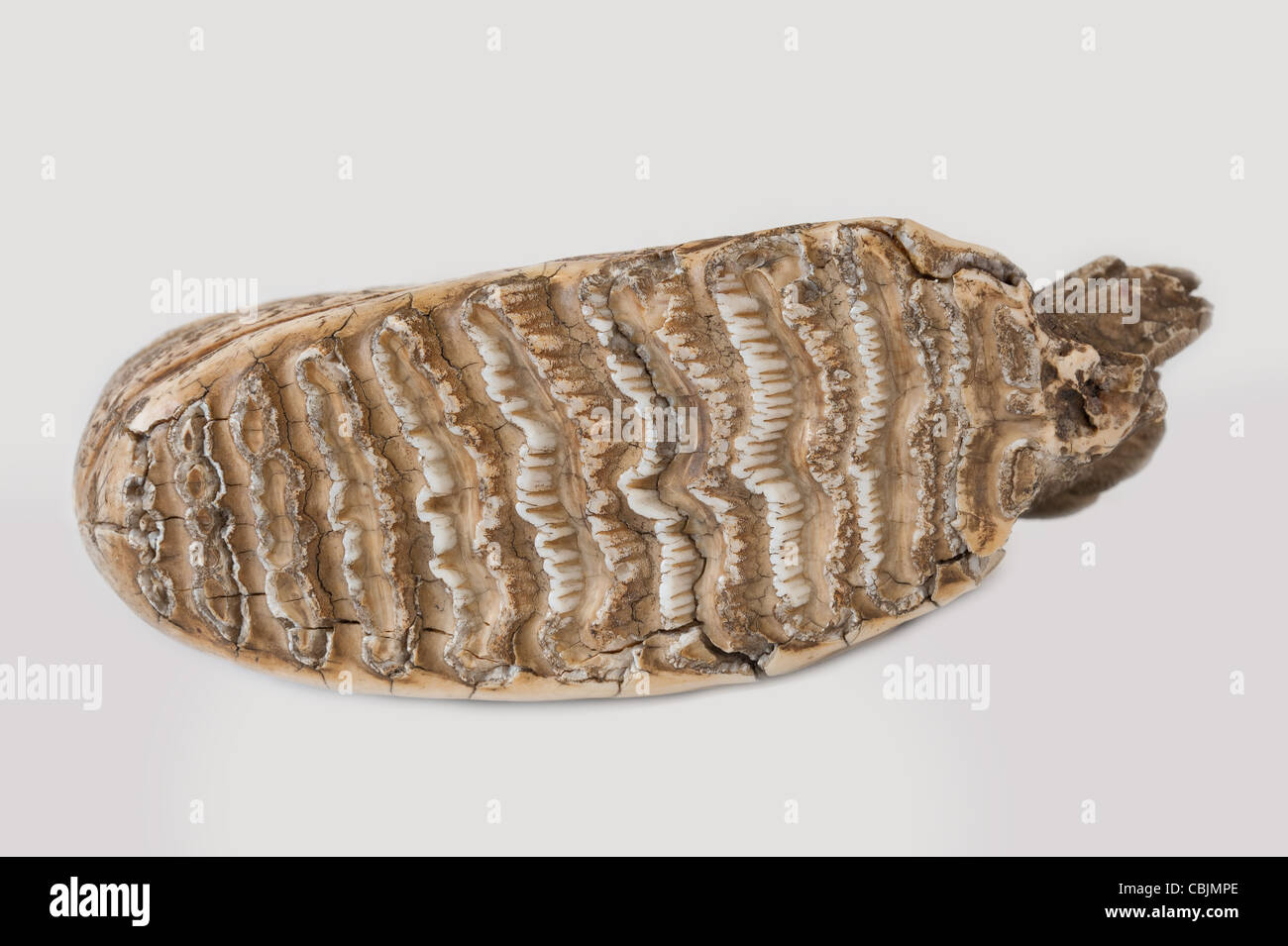 Elephant molar tooth hi-res stock photography and images - Alamy