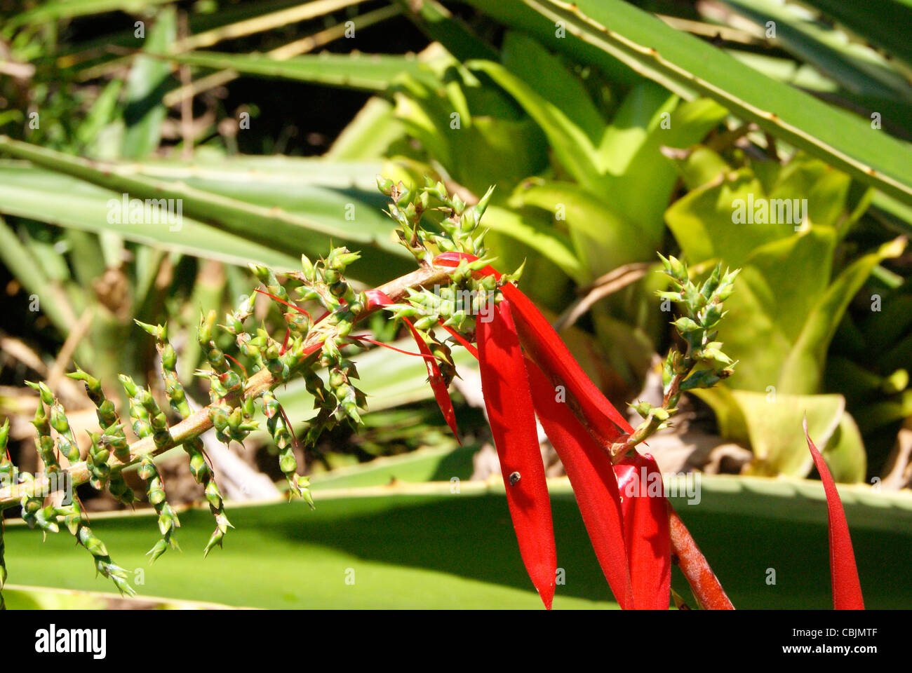 Elongated flower hi-res stock photography and images - Alamy