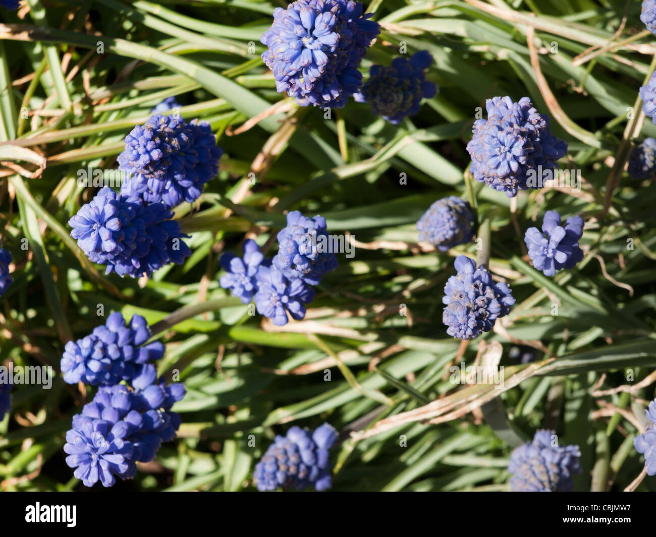 Blue spring flowers at the Denver Botanical Gardens Stock Photo - Alamy