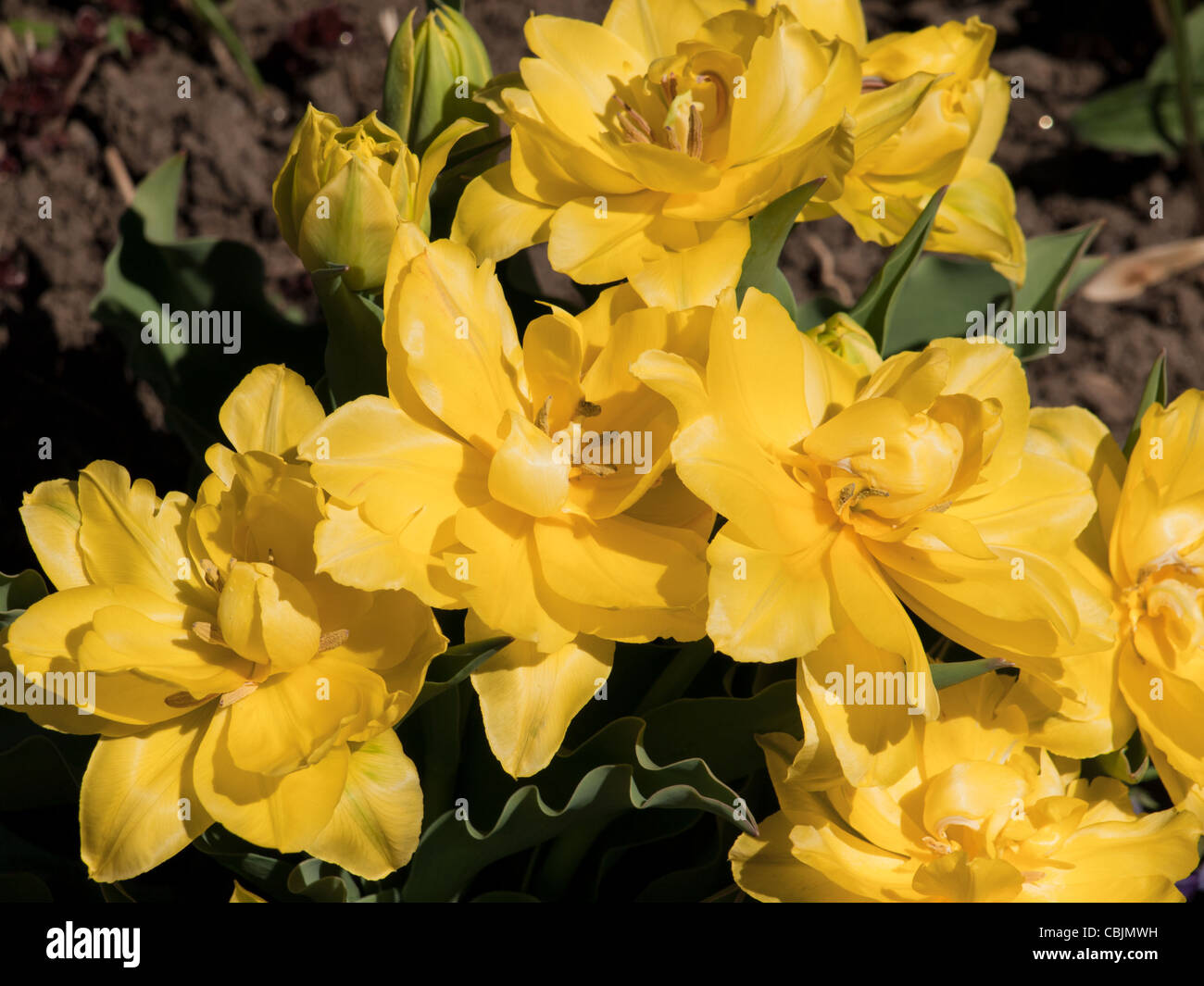 Yellow spring flowers at the Denver Botanical Gardens Stock Photo - Alamy
