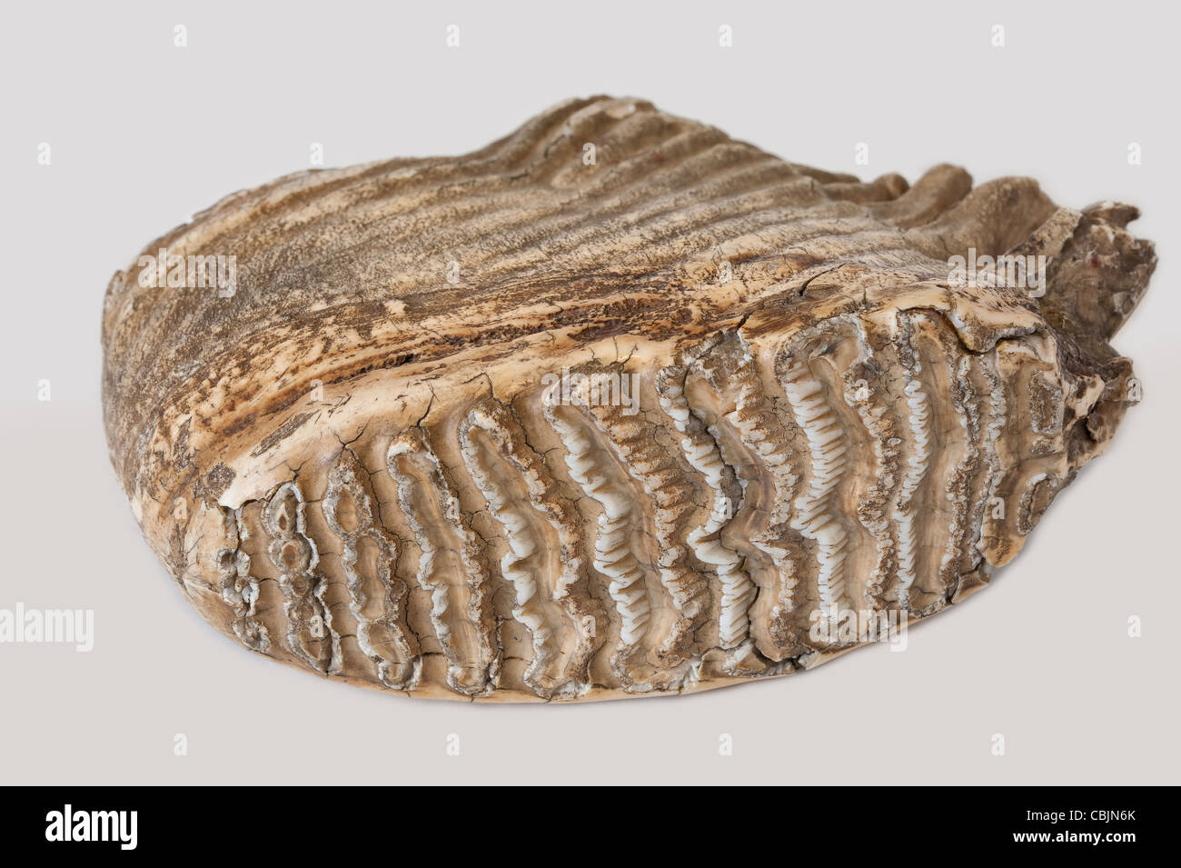 Ridges on the molar tooth of an Indian Elephant Stock Photo - Alamy