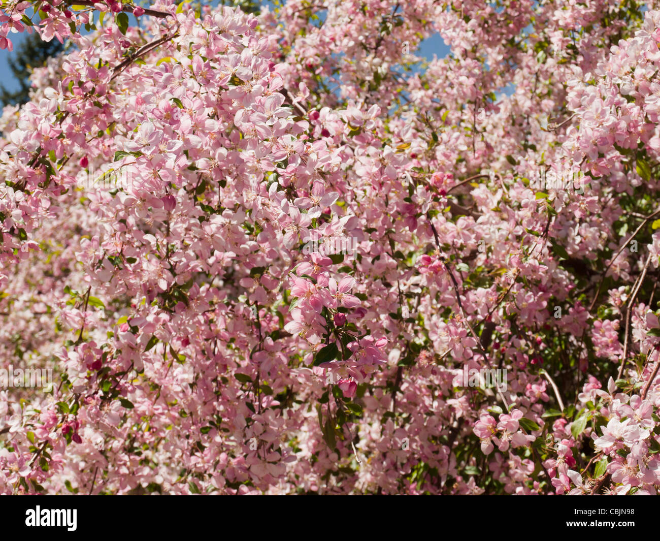 Crabapple in bloom at the Denver Botanical Gardens Stock Photo - Alamy