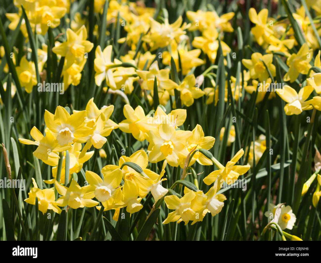 Yellow spring flowers at the Denver Botanical Gardens Stock Photo - Alamy