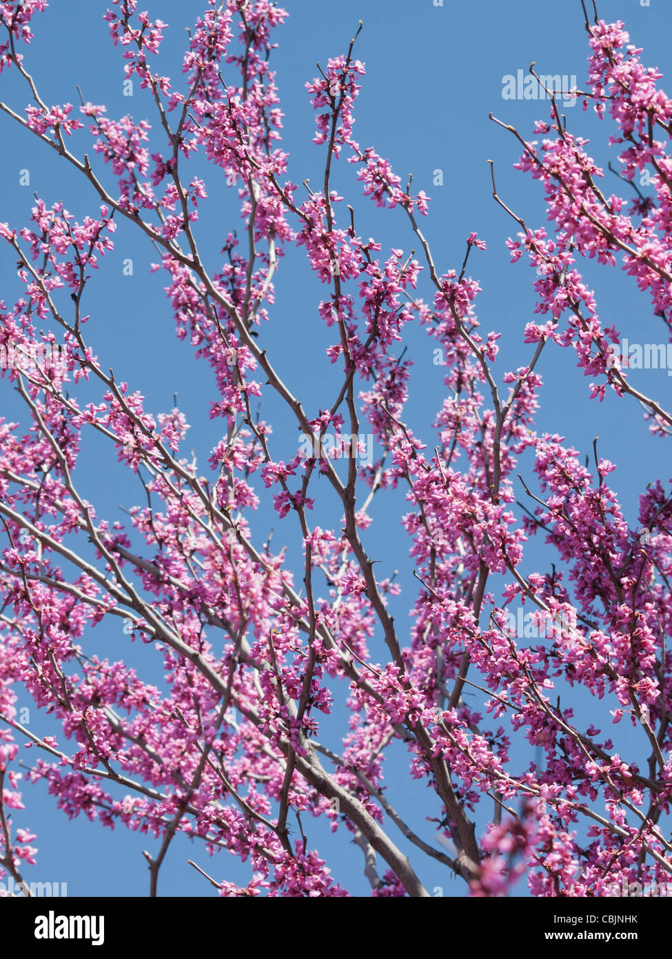 Purple leaf eastern redbud hi-res stock photography and images - Alamy