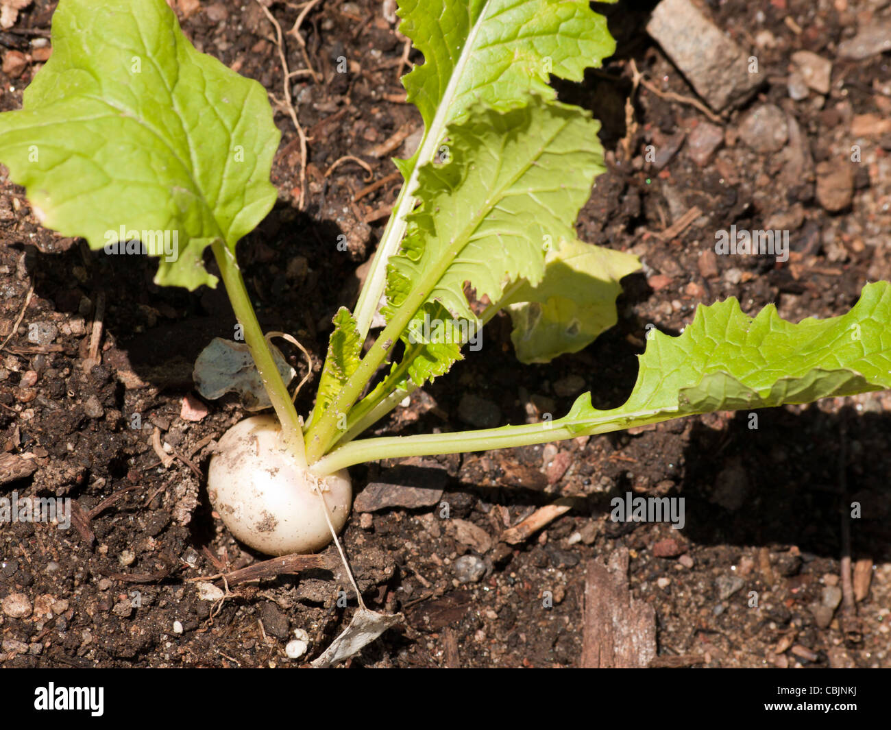 Started blossom hi-res stock photography and images - Alamy