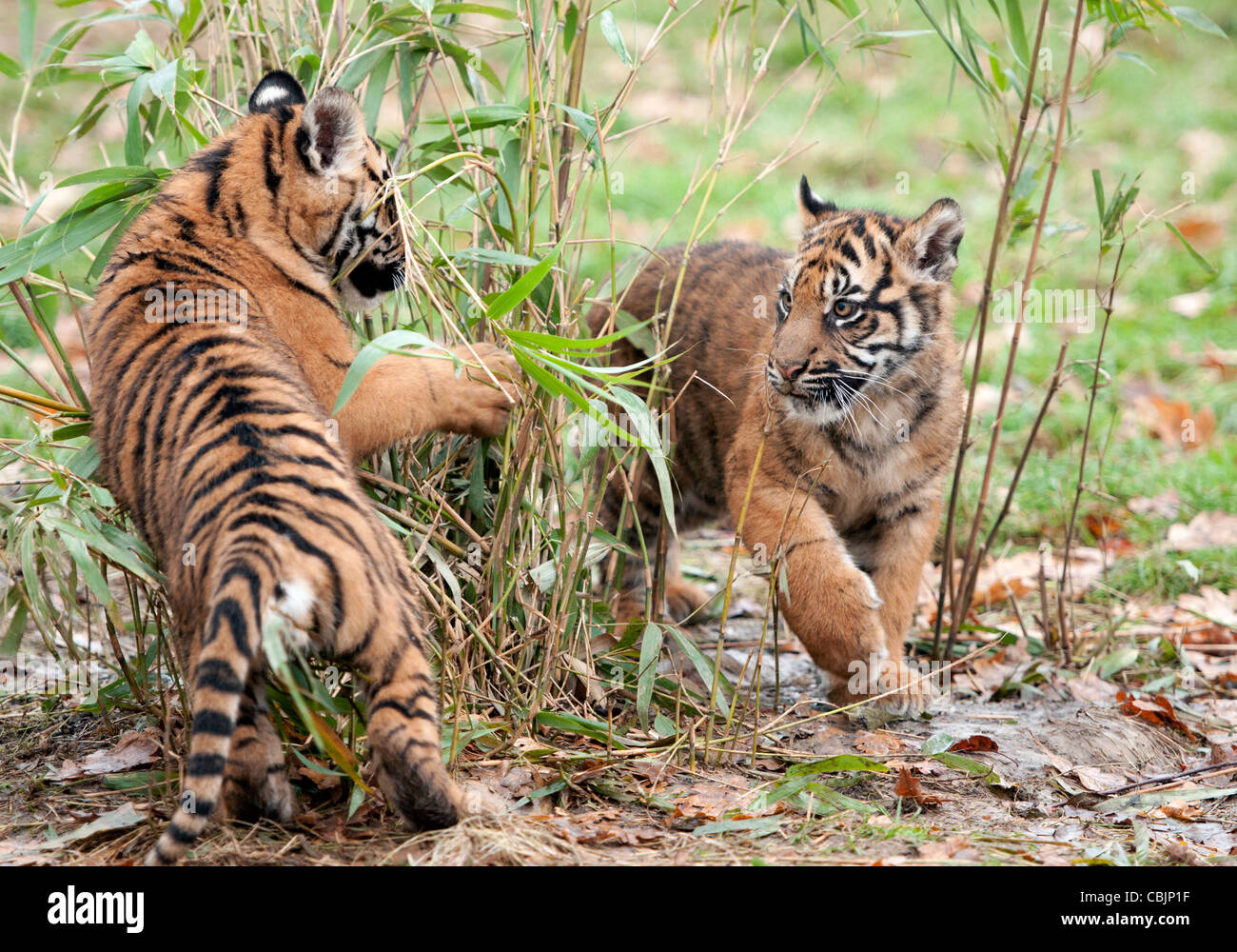 Chasing tiger hi-res stock photography and images - Alamy