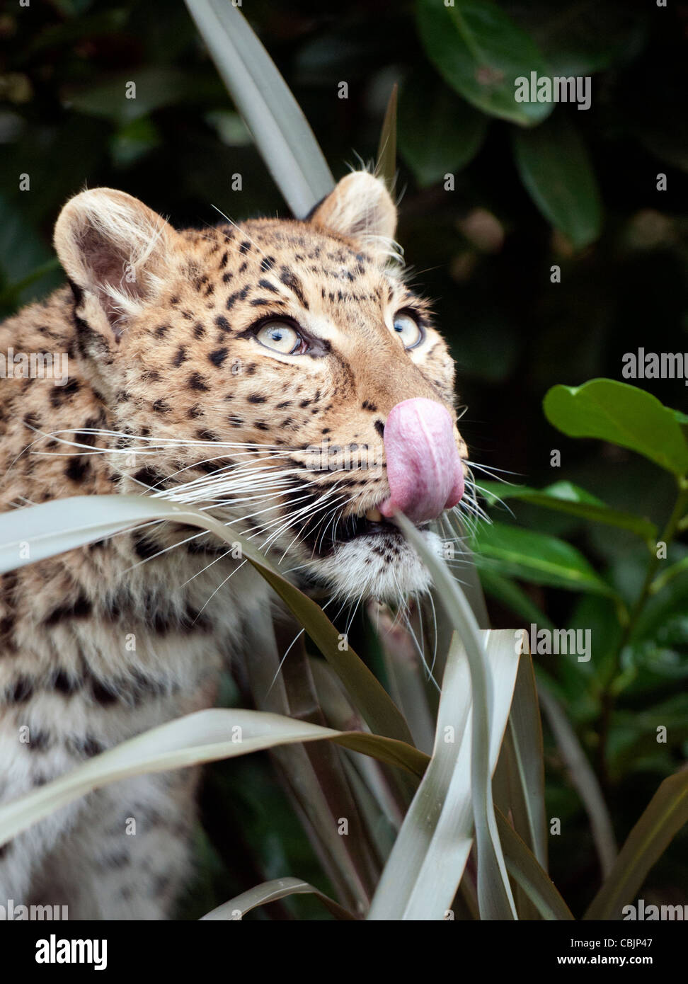 Chinese leopard hi-res stock photography and images - Alamy