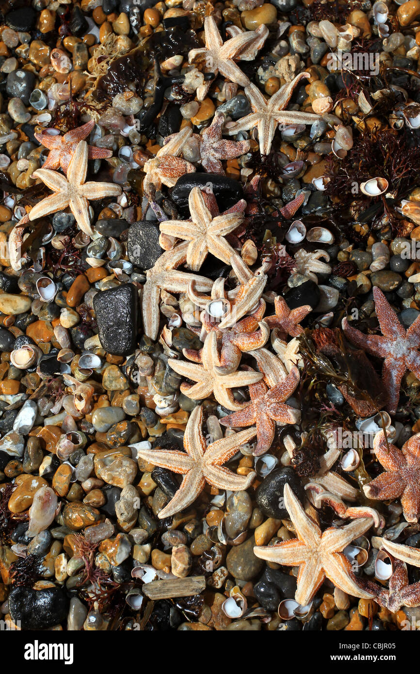 A large group of Starfish pictured washed up on Brighton Beach, East ...