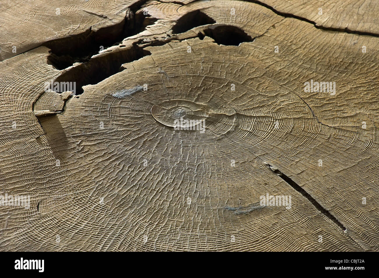 Close up of a two thousands years Sequoia rings, in Sequoia National ...