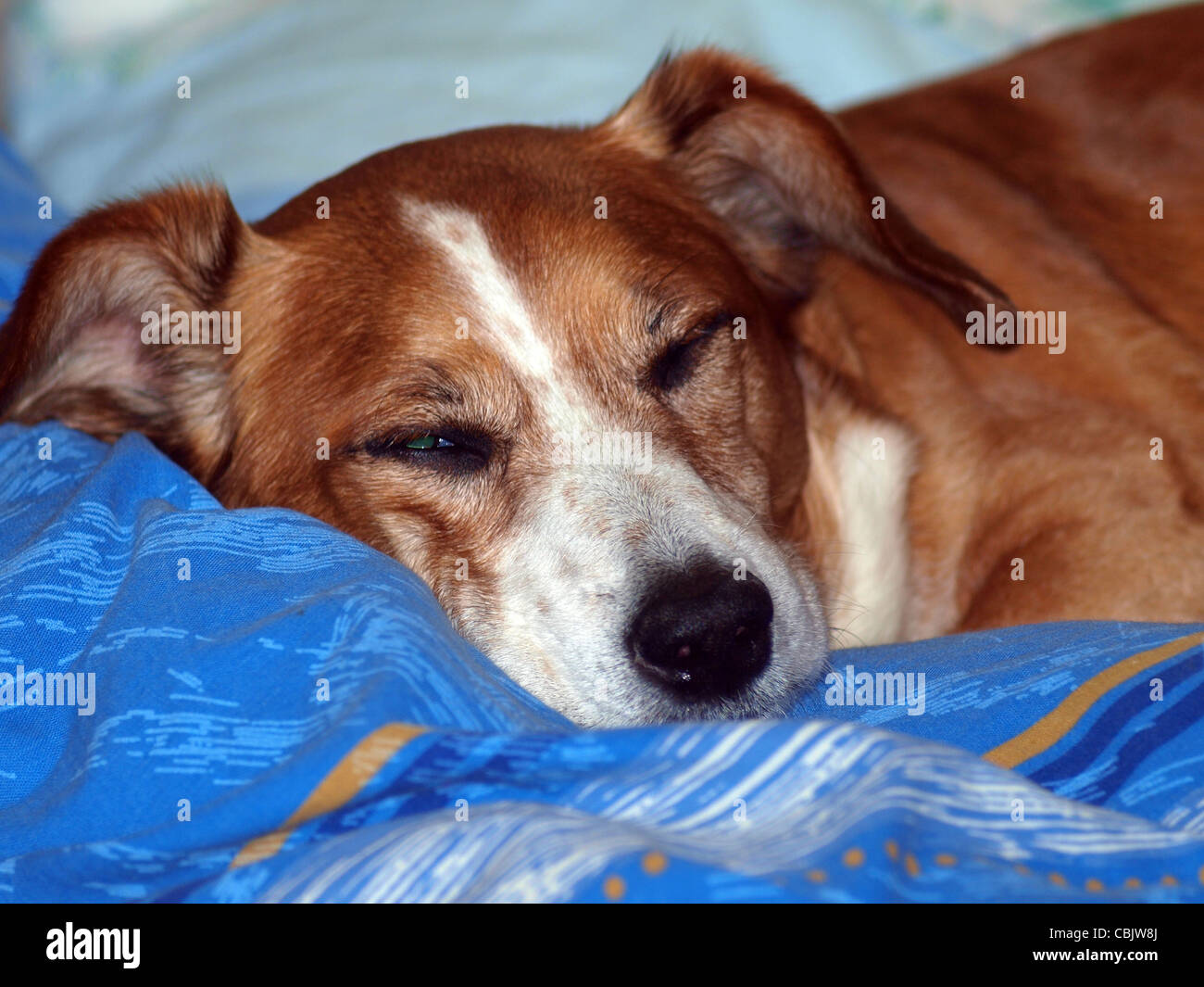 Jack Russell Terrier asleep Stock Photo - Alamy
