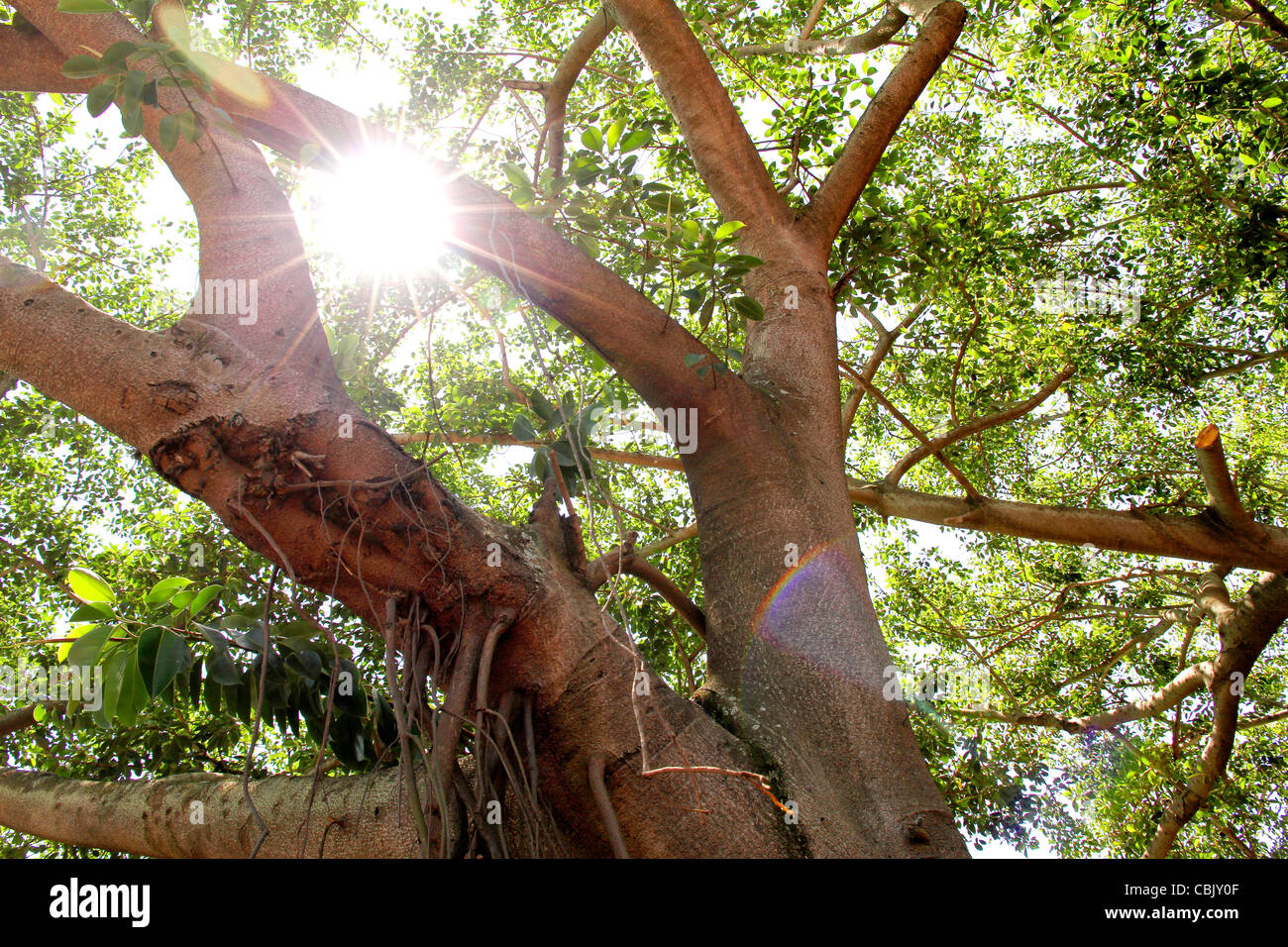 Sunlight in the tree Stock Photo - Alamy