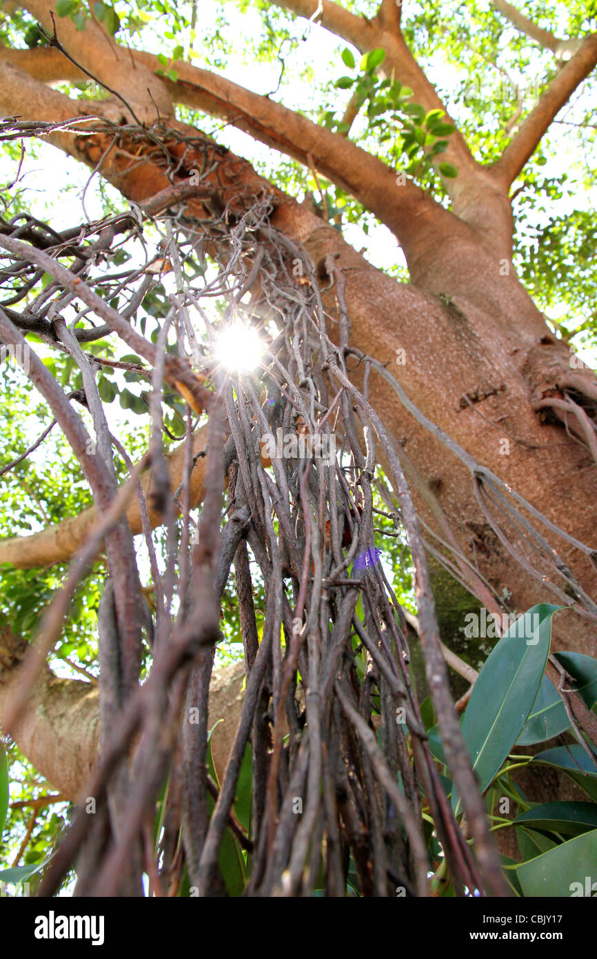 Root flare hi-res stock photography and images - Alamy