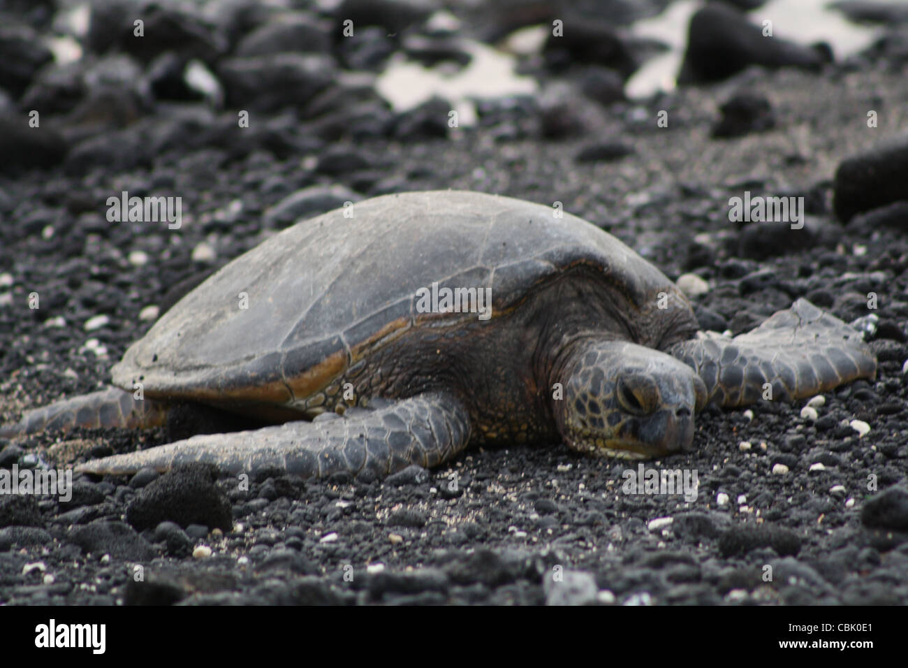 Hawaiian honu hi-res stock photography and images - Alamy