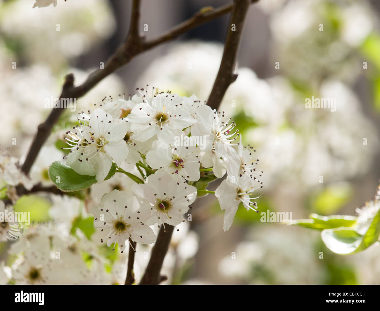 Crabapple tree in bloom Stock Photo - Alamy