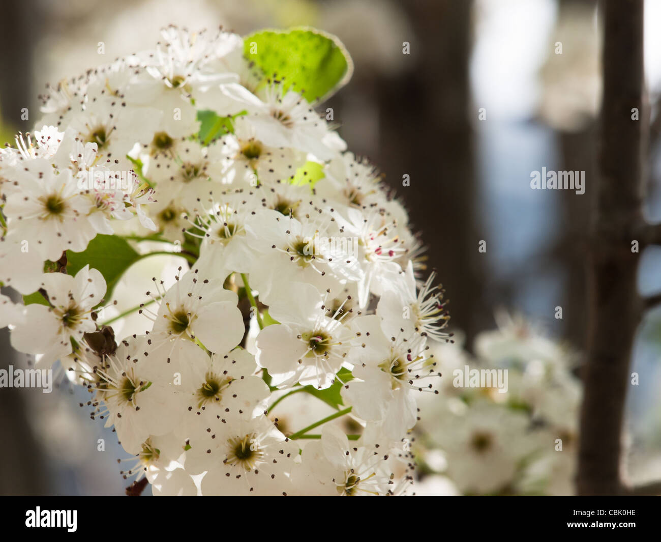 Crabapple tree in bloom Stock Photo - Alamy