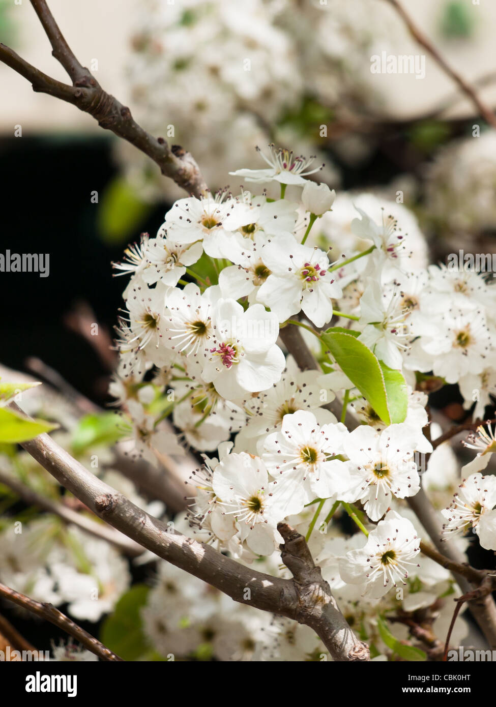 Crabapple tree in bloom Stock Photo - Alamy