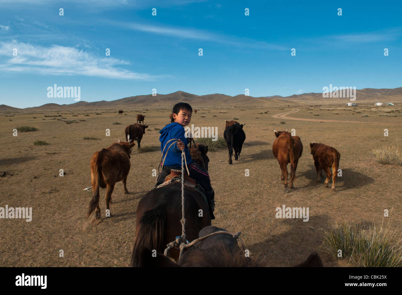 cattle roundup on a ranch in the Gobi Desert of Mongolia Stock Photo ...