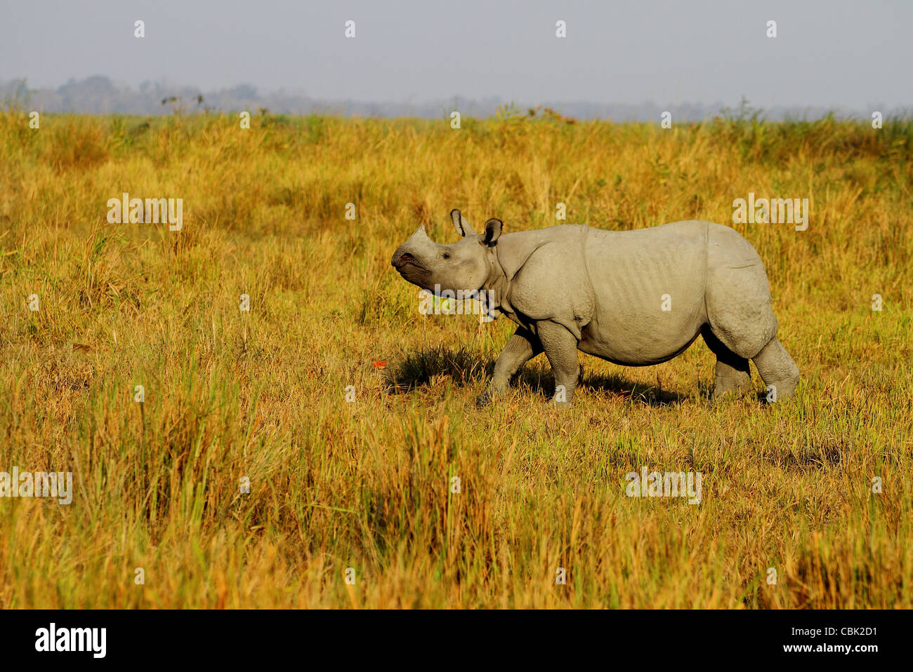 Assam rhino hi-res stock photography and images - Alamy