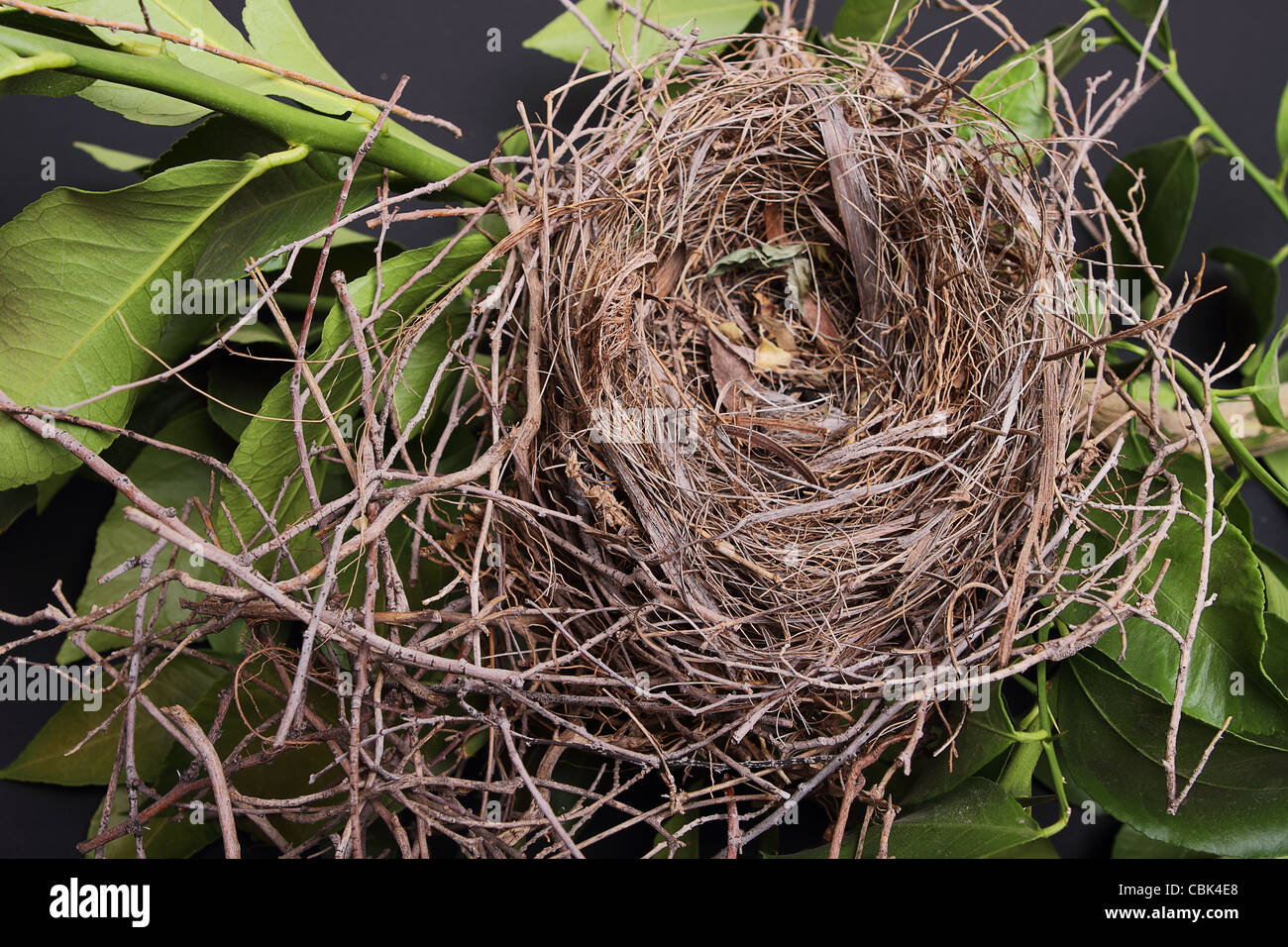 An empty bird nest with tree branches and black background Stock Photo ...