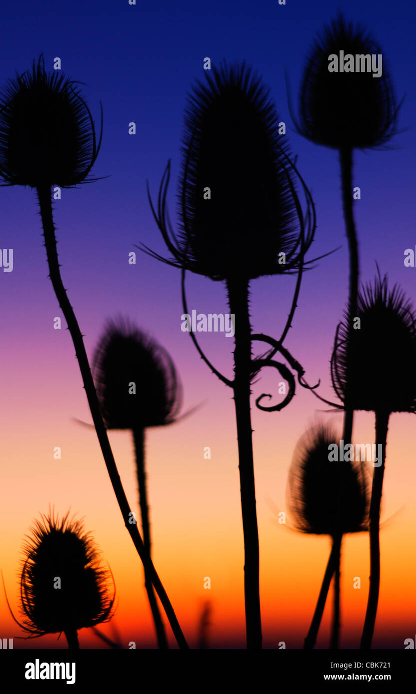 Silhouettes of Teasel's at sunset in November Stock Photo - Alamy