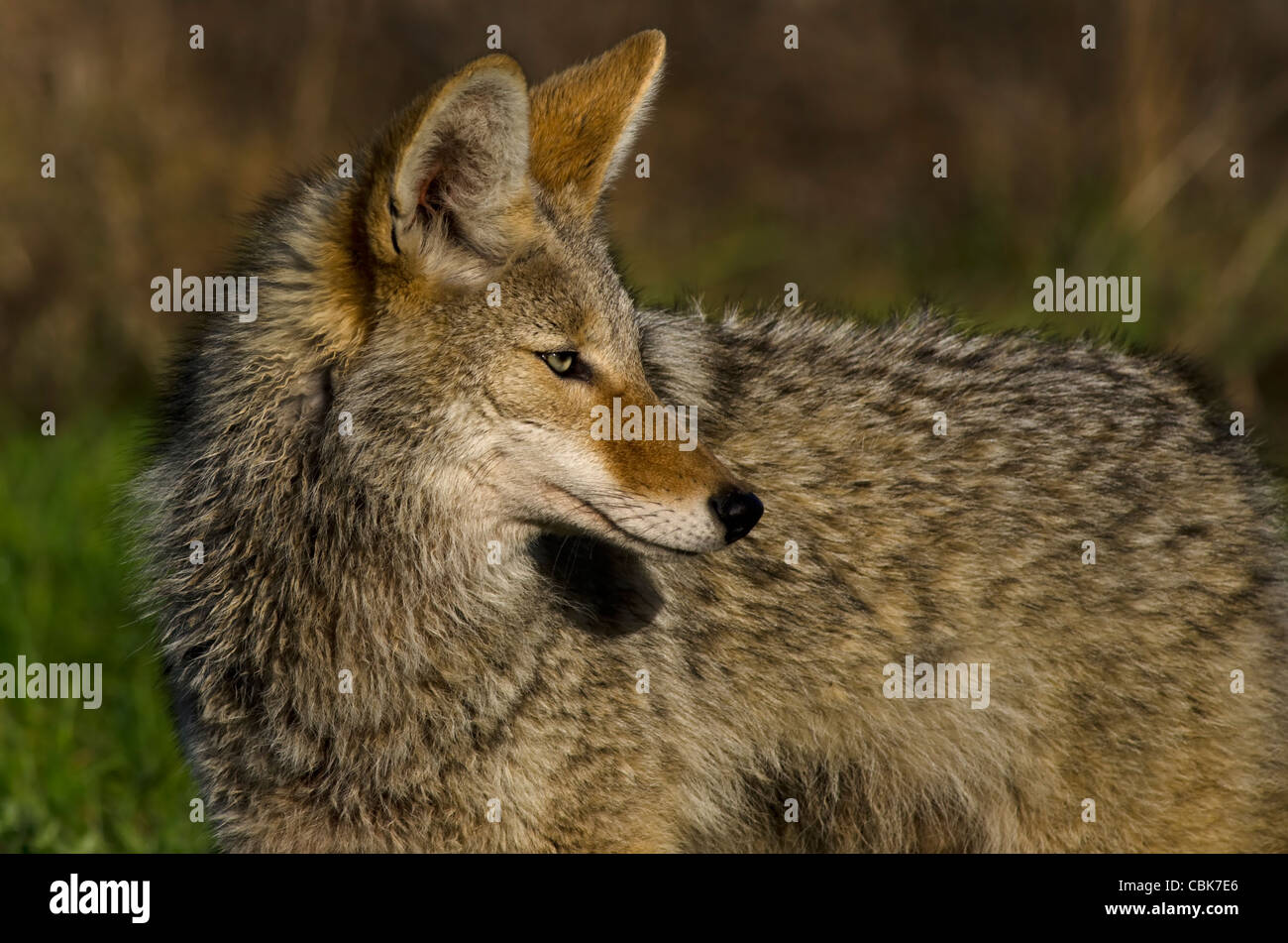 Family Canidae Characteristics