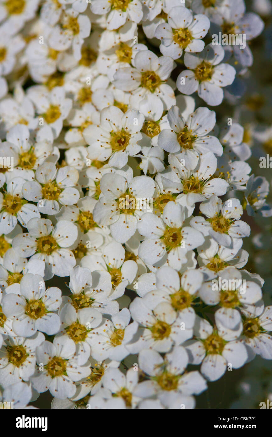 Background of little white flowers Stock Photo - Alamy