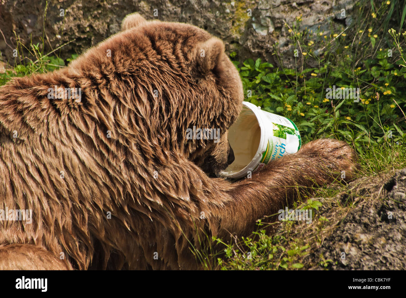 Bear portrait in Salzburg zoo in Austria Stock Photo - Alamy