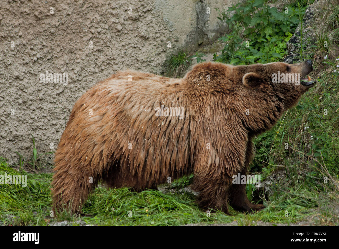 Bear portrait in Salzburg zoo in Austria Stock Photo - Alamy