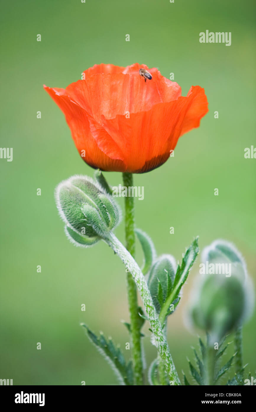Bumble bee flying flower poppy hi-res stock photography and images - Alamy