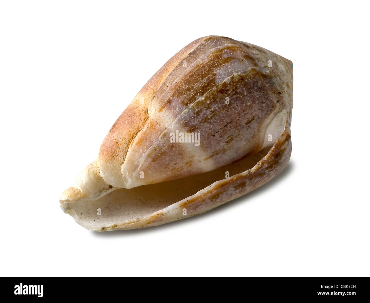 Exotic shellfish hi-res stock photography and images - Alamy