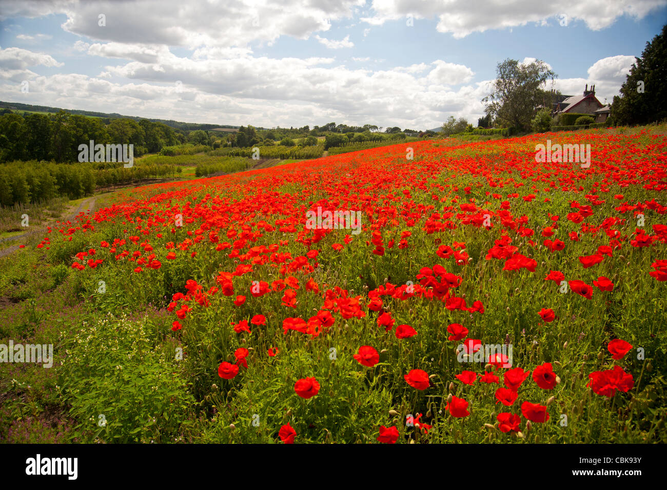 A field of scarlet poppies near Roslin in Midlothian, Scotland. SCO ...