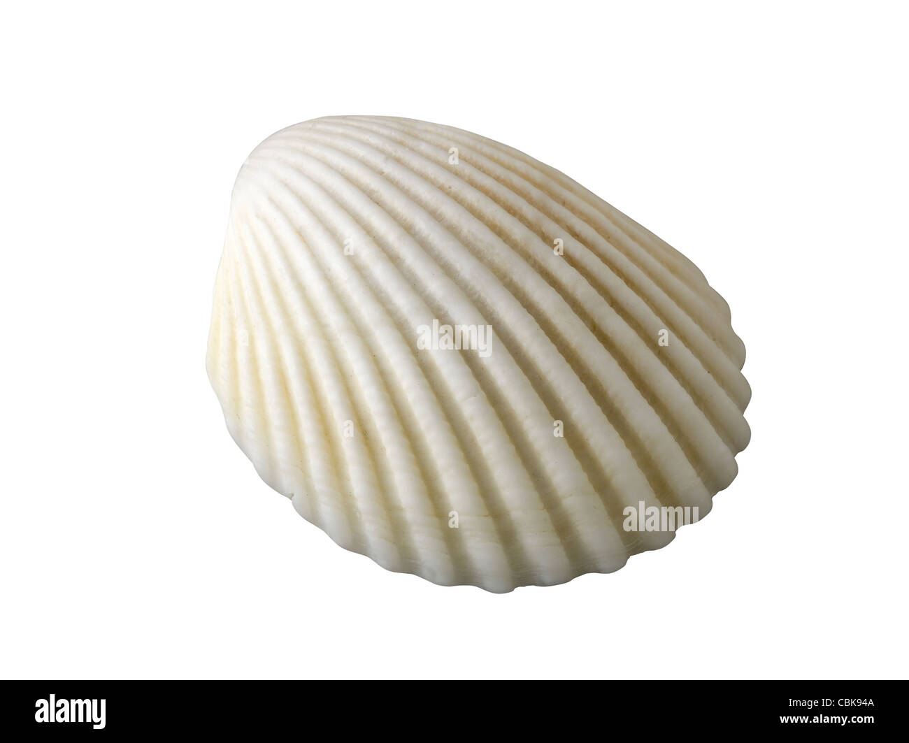 exotic shellfish (clipping path Stock Photo - Alamy