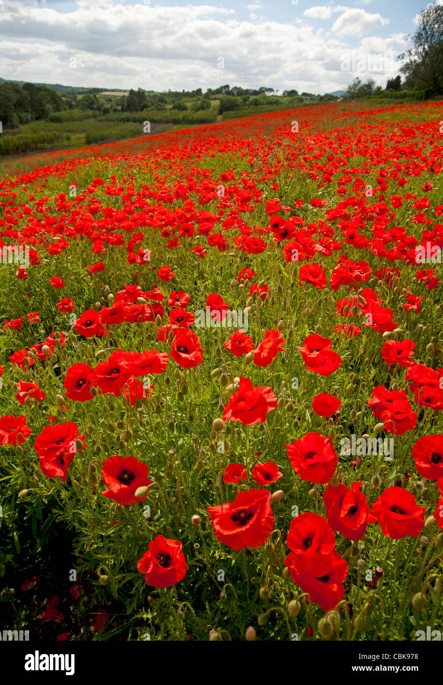 Poppy Field Poppies Scotland High Resolution Stock Photography and ...