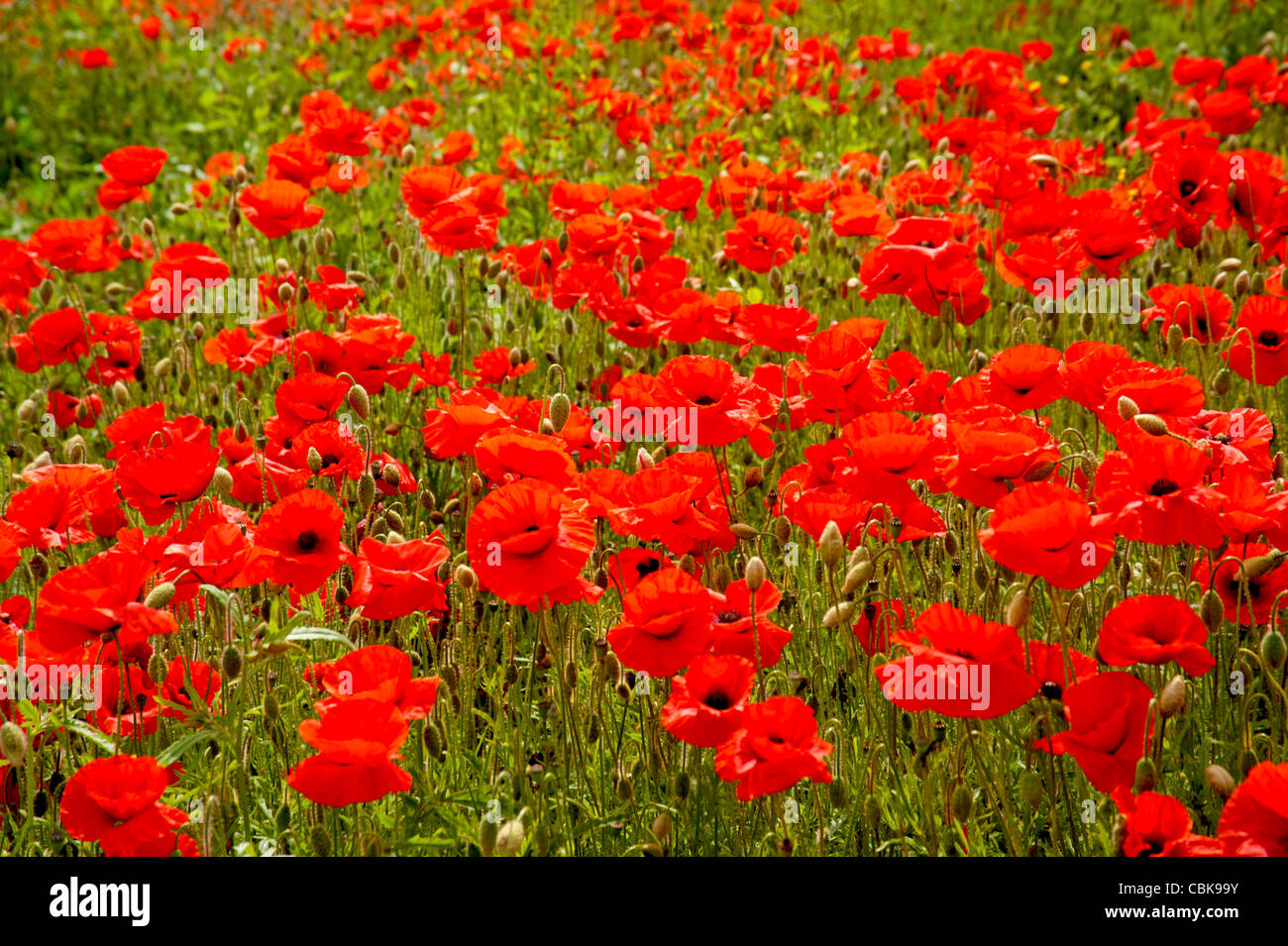Falling Poppy Petals