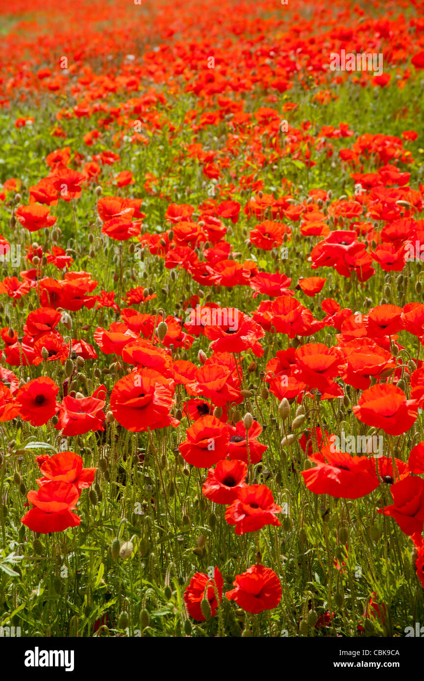A field of scarlet poppies near Roslin in Midlothian, Scotland. SCO ...