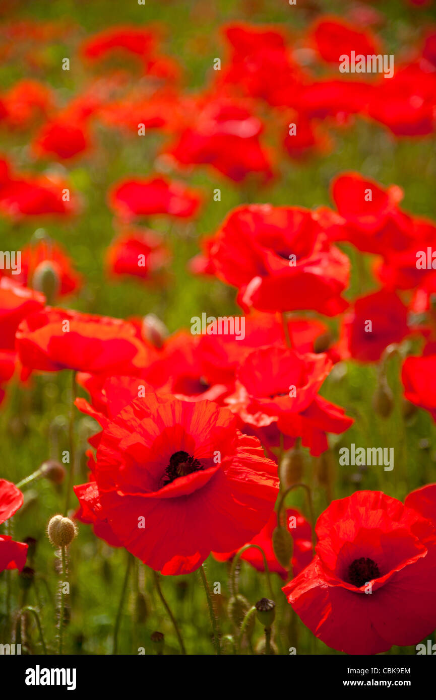 A field of scarlet poppies near Roslin in Midlothian, Scotland. SCO ...