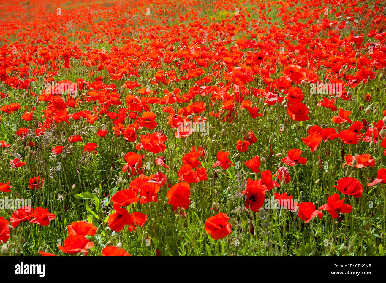 Falling poppies hi-res stock photography and images - Alamy