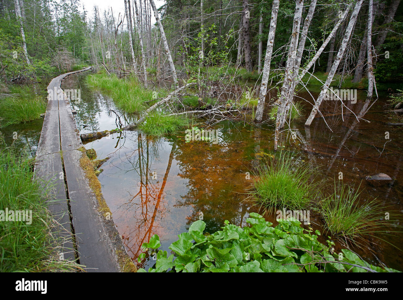Wood platforms used to cross over the wetlands. Chilkoot Trail. Alaska ...