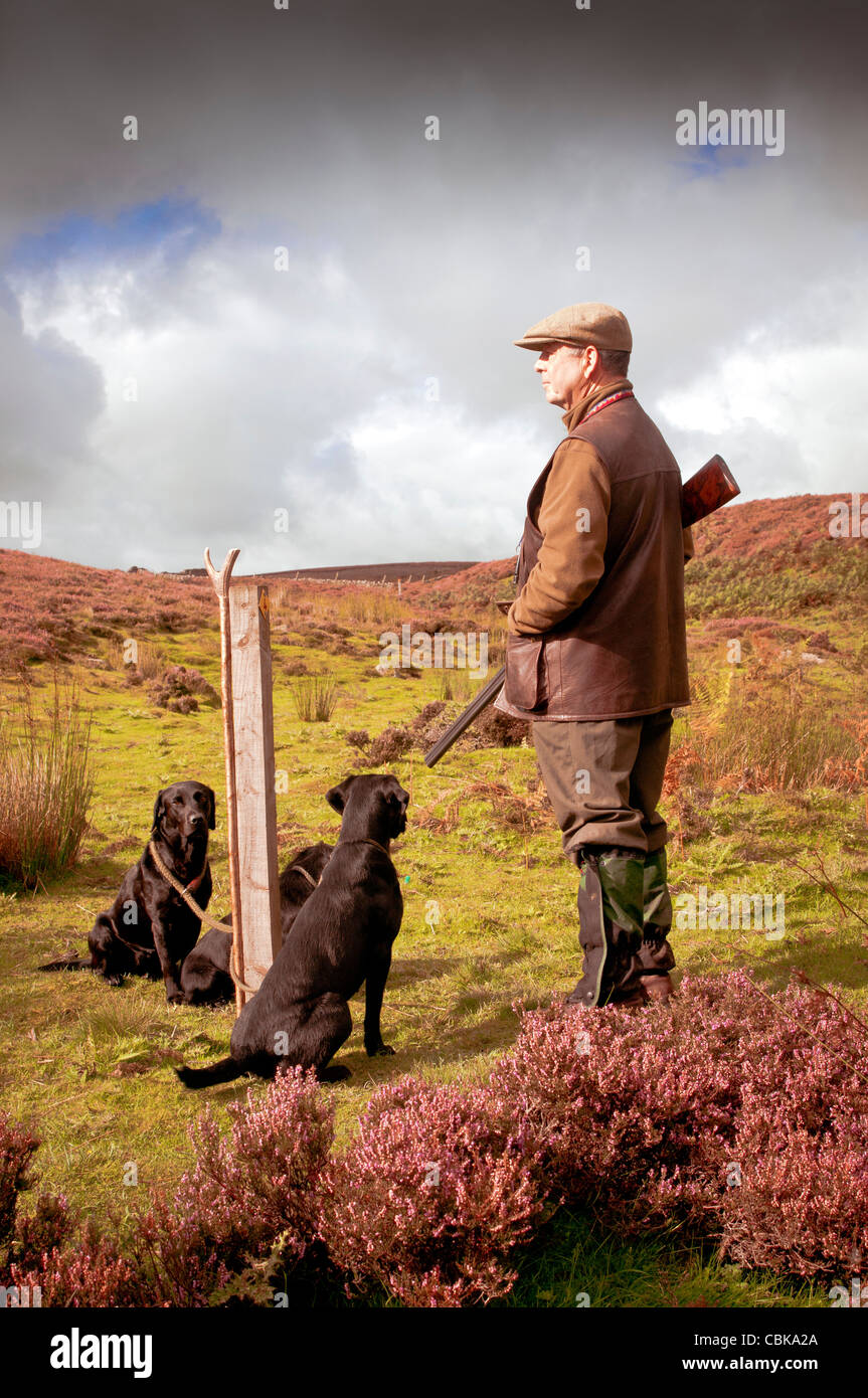 North Yorkshire, England UK - A Gun on a grouse moor during a driven ...