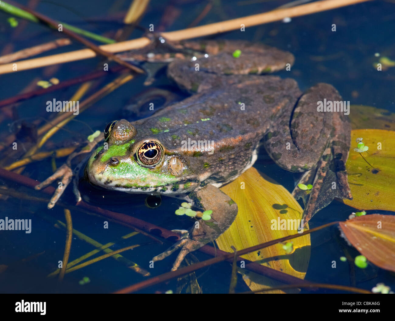 Marsh Frog (pelophylax ridibundus Stock Photo - Alamy